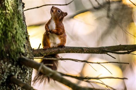 ‘very Mean Squirrel Attacks Residents And Sends At Least Two People To