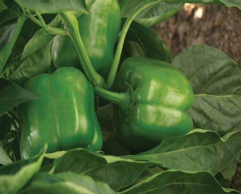 Pepper Classic F1 Grower Direct Te Puna Bay Of Plenty Nz