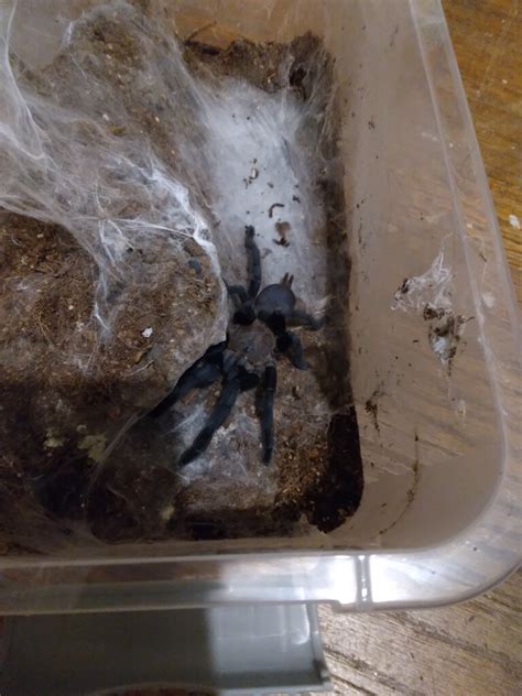 Chilobrachys Dyscolus Black Arachnoboards