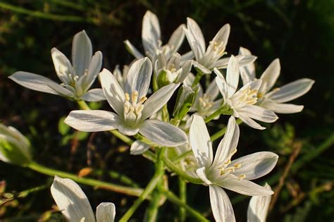 La Nature Fleur Plante De Photo Gratuite Sur Pixabay Pixabay