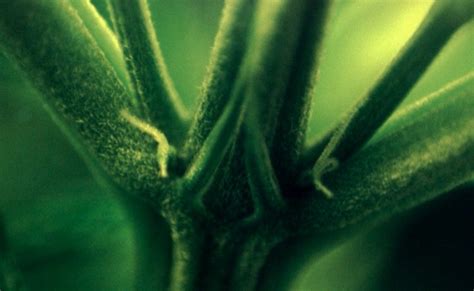 Transdermal Cannabis Patch Treats Chronic Pain Combats Prescription