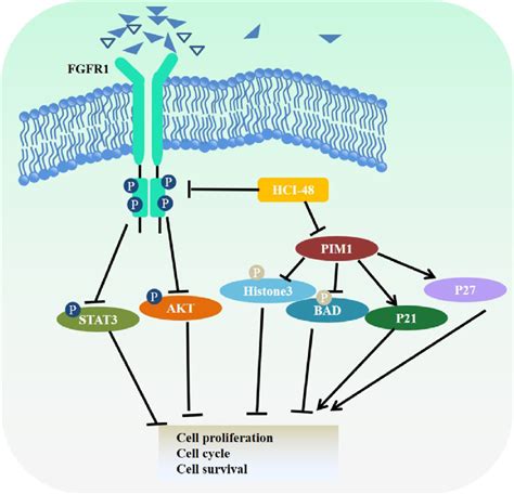 Schematic Diagram Of The Effect Of Hci 48 On The Fgfr1 And Pim1 Download Scientific Diagram