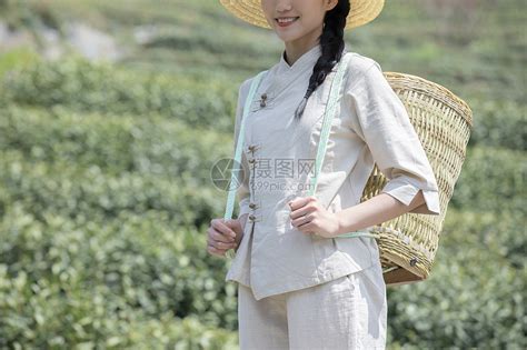 茶园姑娘背着竹篓采茶特写高清图片下载 正版图片501604428 摄图网