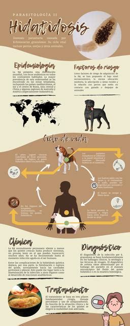 HIDATIDOSIS INFOGRAFÍA Luis Pop Catalan uDocz