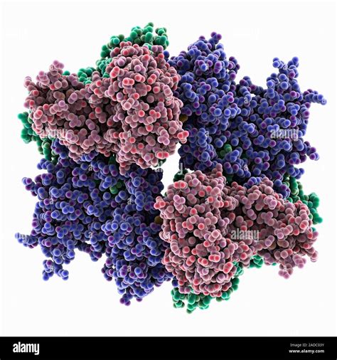 H1n1 Influenza A Virus Nucleoprotein Complex Computer Model Showing