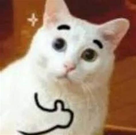 鴉寶進來一下 卡特 Kater