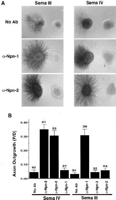 Neuropilin 2 But Not Neuropilin 1 Is Necessary For Sema Iv Repulsion