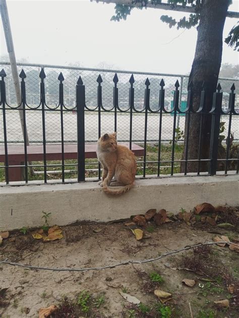 Paws Itive Reflection Through The Eyes Of A Ginger Fellow By Zainab