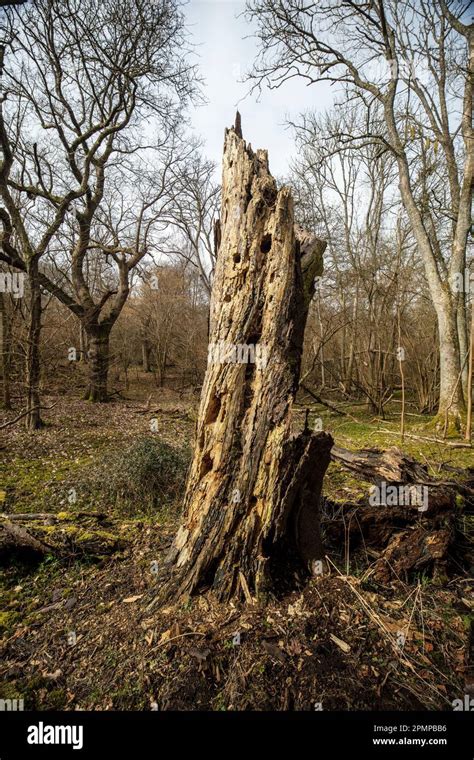 Natural Patterns In Nature As Dying Tree In Winter Woodland Is