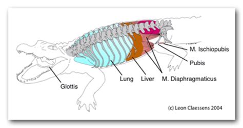Reptile Respiratory System