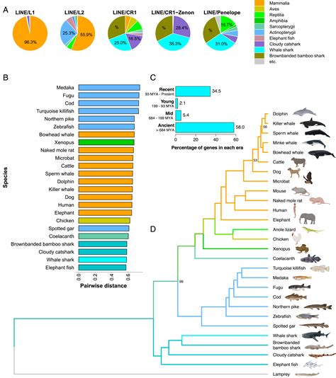 Scale To Whale Evolution