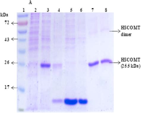 Interaction Of Silver Nanoparticles With Catechol O Methyltransferase