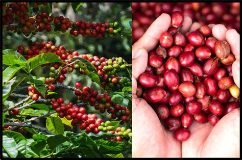 Gesha The Most Valuable Coffee In The World