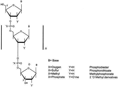 Different Types Of Chemically Modified Oligonucleotides Download