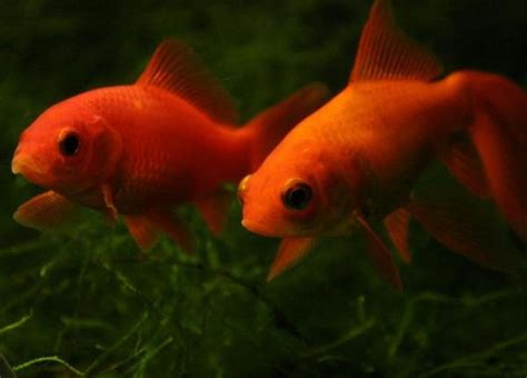 Comment Prendre Soin Dun Poisson Rouge Dans Un Bocal