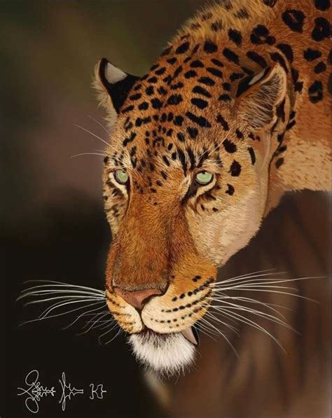 Prehistoric Sabertooth Cat Prehistoric Wildlife Extinct Animals