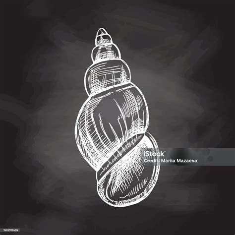 조개껍데기 조개 소라의 손으로 그린 스케치 가리비 조개껍데기 칠판 배경에 분리된 스케치 스타일 벡터 그림 가리비에 대한 스톡 벡터 아트 및 기타 이미지 Istock