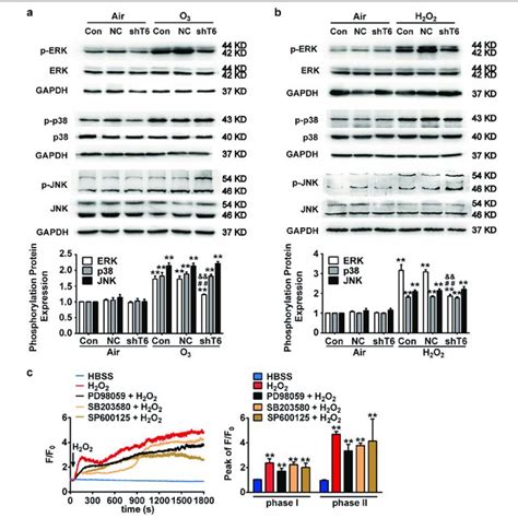 Role Of Mapk Signal Pathway In Oxidative Stress Induced Inflammatory