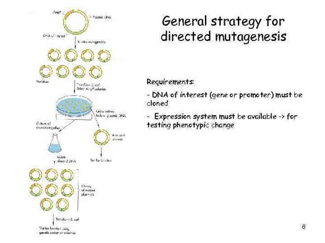Directed Mutagenesis And Protein Engineering 1 Mutagenesis