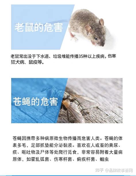 合肥洁城生物家庭灭鼠的最佳方法，灭鼠公司告诉你 知乎