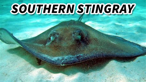Southern Stingray