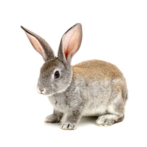 ᐈ Conejo imágenes de stock fotos conejitos bebés descargar en
