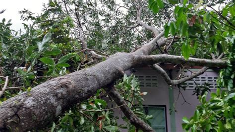 Trees Damage Cars And A House In Phuket Thaiger