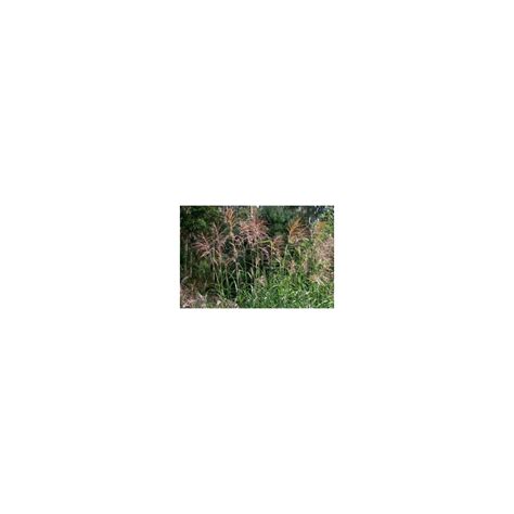 Miscanthus Silver Feather