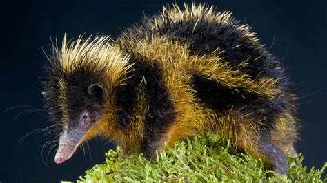 Tenrec Pictures Az Animals