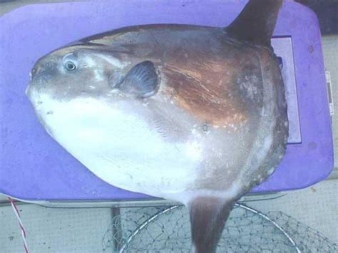 泳ぎが苦手な魚がいたっていい 一瞬で魚を捕らえジェット水流で逃亡するスゴ技の持ち主とはAERA