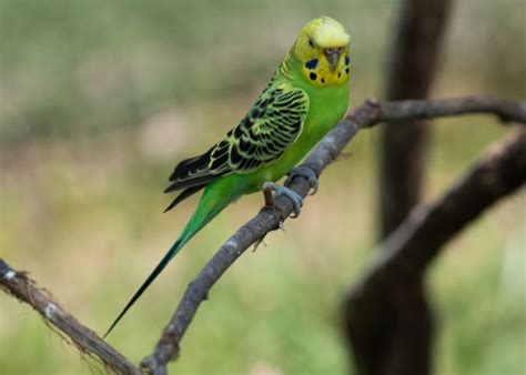 Best Pet Birds For Beginners The Ultimate Bird Owners Guide
