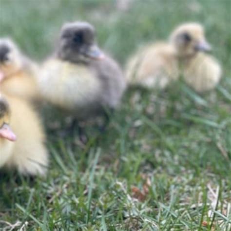 Call Ducklings