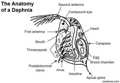 Daphnia Biology Classification Characteristics And Reproduction