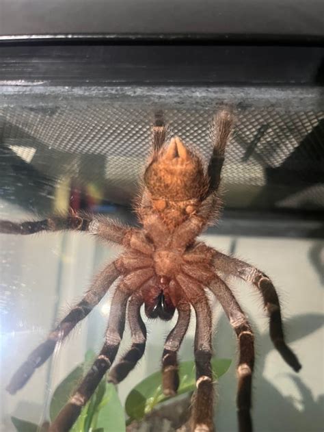 A Seemanni Sex Rtarantulas