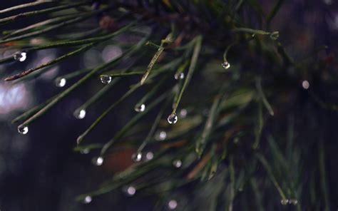 2560x1600 Widescreen Hd Close Up Coolwallpapersme
