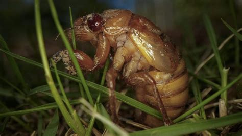 When Will Cicadas Come Out In Chicago Nbc Chicago