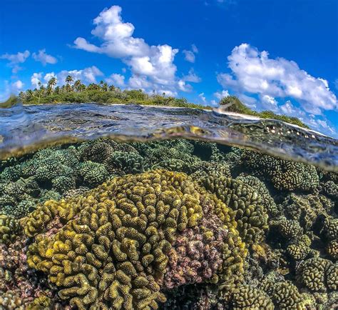 Рай на земле Пикабу