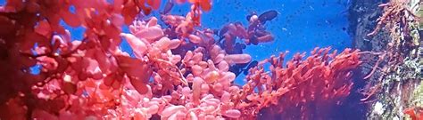 Red Algae In Ocean Red Tide A Calamity For Floridas Beachgoers