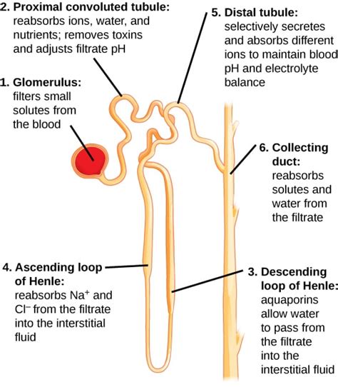 Reproductive Teachmephysiology