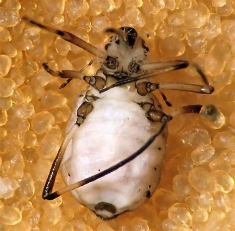 Cinara Cinara Sp Cinara Bugguide Net