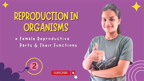 Part 2 Reproduction In Organism Female Reproductive System Class