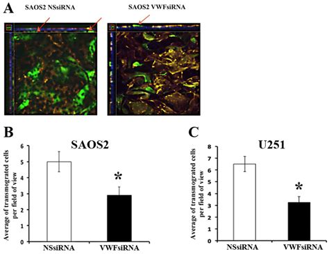 Vwf Expressing Cancer Cells Demonstrate Increased Transmigration