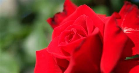 May 2012 Keisei Rose Garden Album On Imgur