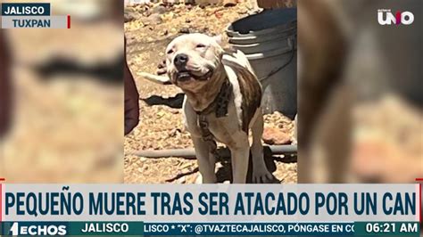 Menor de 2 años de edad mueren al ser atacado por perro raza pitbull en