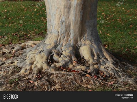 Old Sycamore Tree Image And Photo Free Trial Bigstock