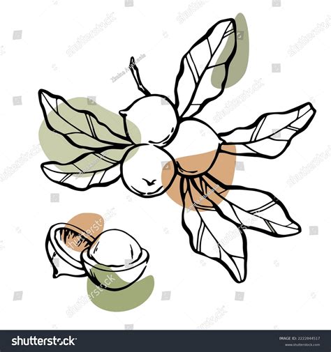 Macadamia Nuts Drawing Vector Black White Stock Vector Royalty Free 2222844517 Shutterstock