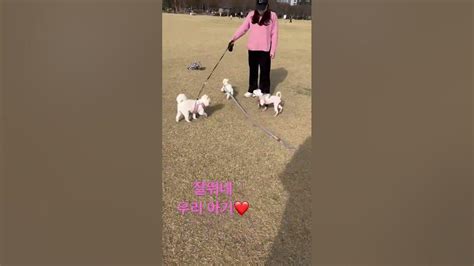 아기 비숑 산책 달리기 잘해요 Youtube