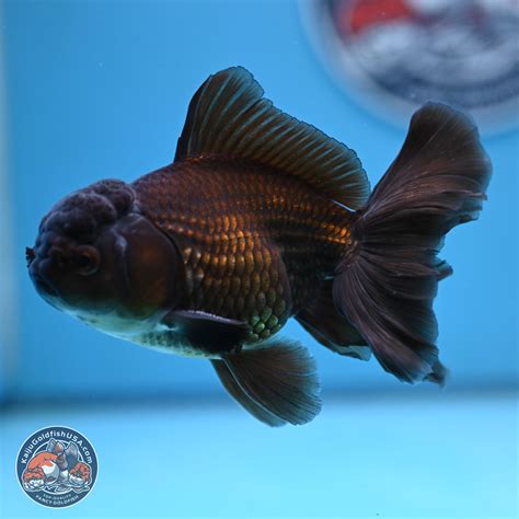 Blackbronze Rose Tail Oranda Goldfish For Sale Kaiju Goldfish Usa