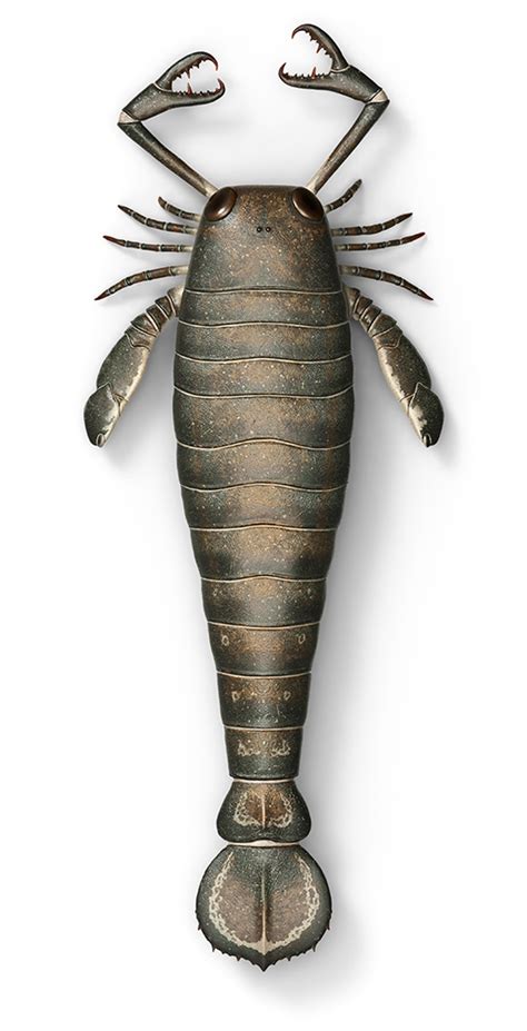 Jaekelopterus By Olorotitan On Deviantart