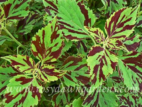 Trailing Psycholeus Coleus Rosy Dawn Gardens